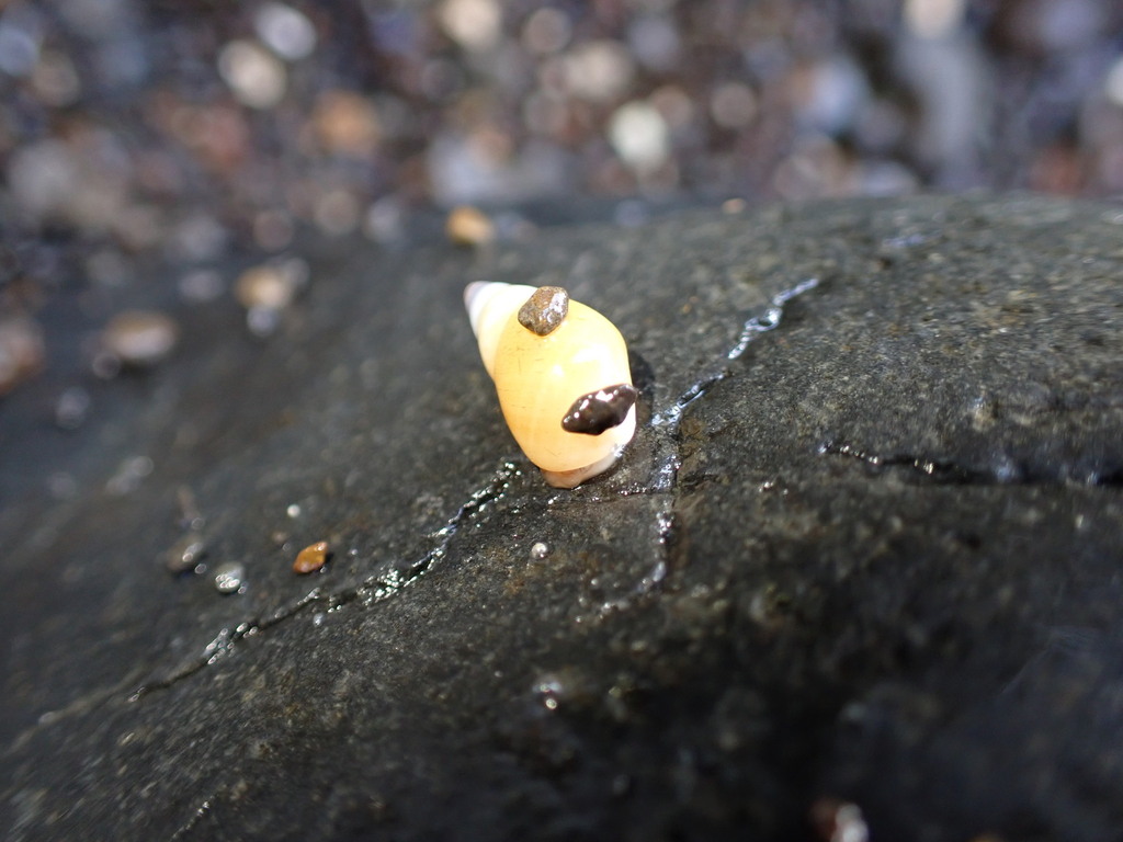 yellow-coated clusterwink from Lord Howe Island, Neds Beach on August 8 ...