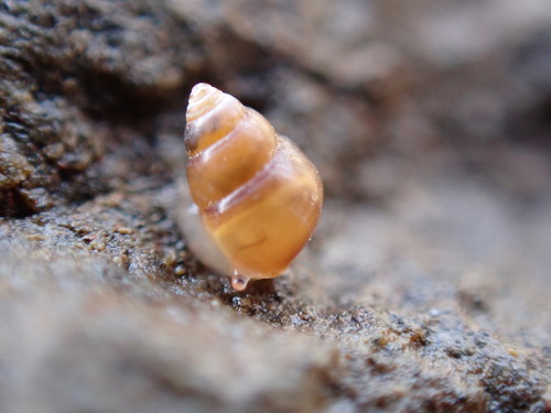 Angustassiminea vulgaris · iNaturalist United Kingdom