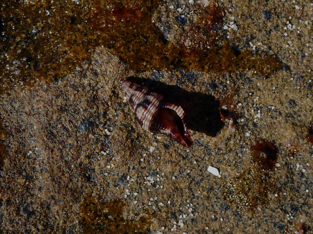 Engina australis from Woody Head NSW 2466, Australia on August 1, 2024 ...