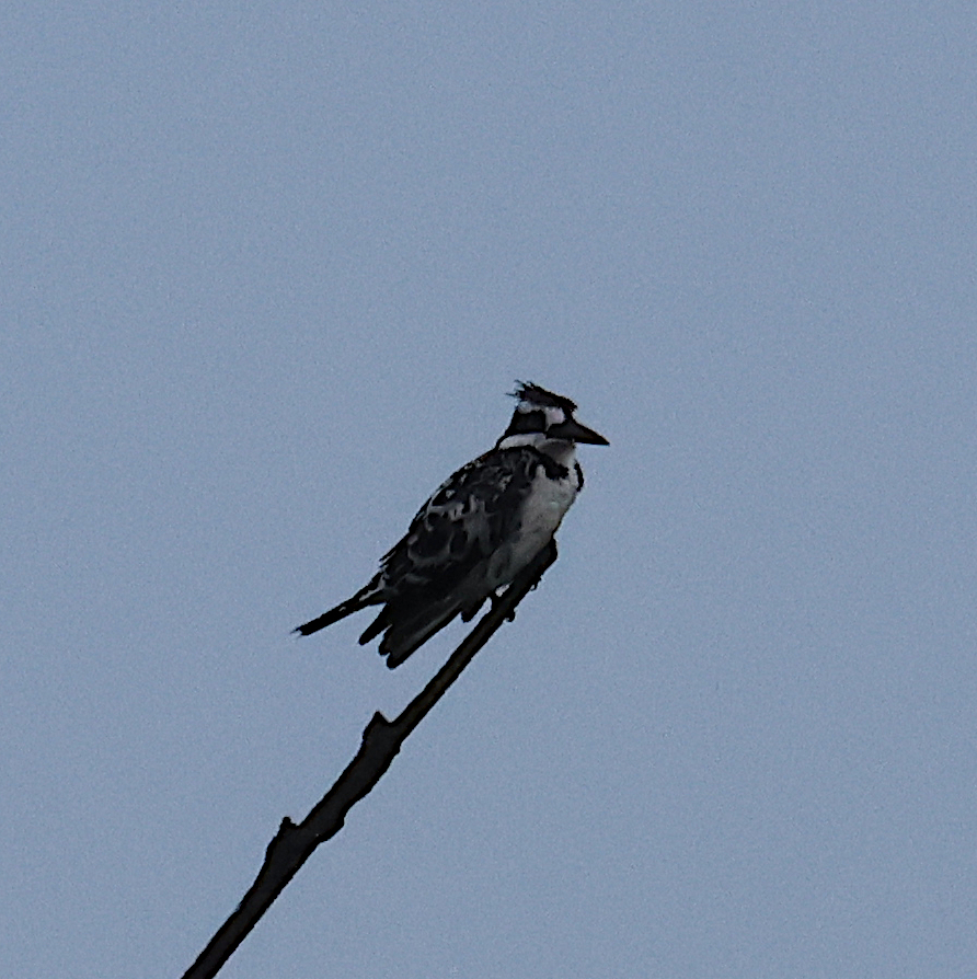 Pied Kingfisher from Nambi Rd, Manyago, Entebbe, Uganda on July 13 ...