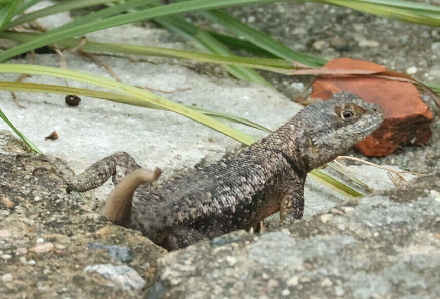 Peters' Lava Lizard from Recife, State of Pernambuco, Brazil on April ...
