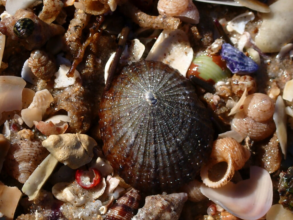 Variegated limpet from Woody Head NSW 2466, Australia on August 1, 2024 ...