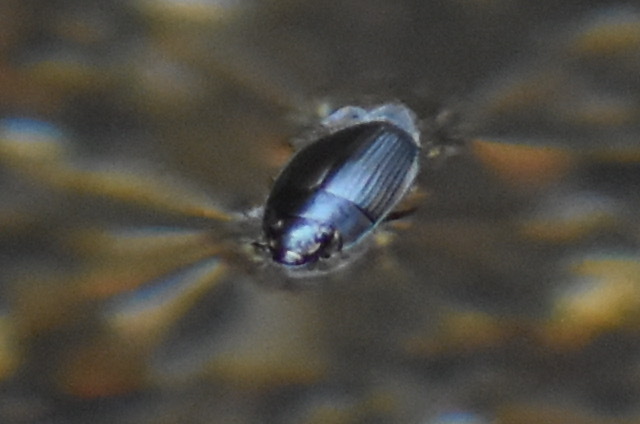 Macrogyrus from Nightcap NSW 2480, Australia on August 7, 2024 at 09:01 ...