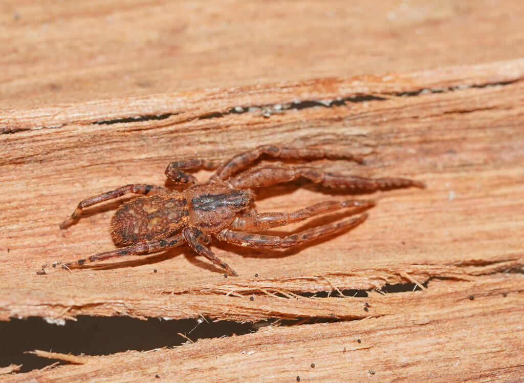 Cambridge's Crab Spider from Melbourne VIC, Australia on August 6, 2024 ...