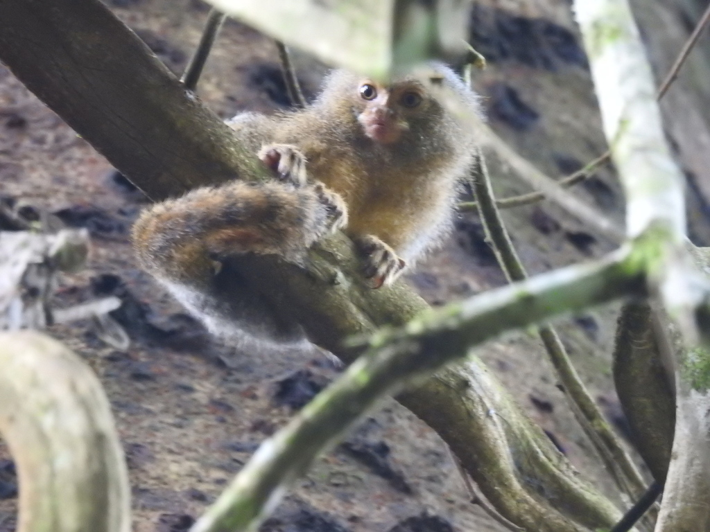 Western Pygmy Marmoset (Cebuella pygmaea) - Know Your Mammals
