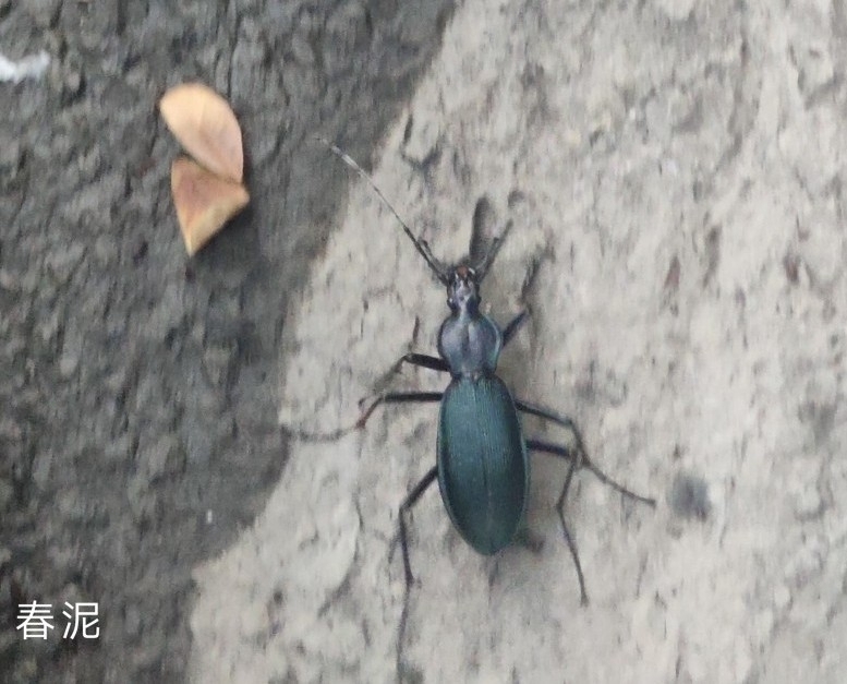 Carabus guibeicus from 贵州省黔南布依族苗族自治州荔波县贵州茂兰国家级自然保护区 on August 5, 2024 ...