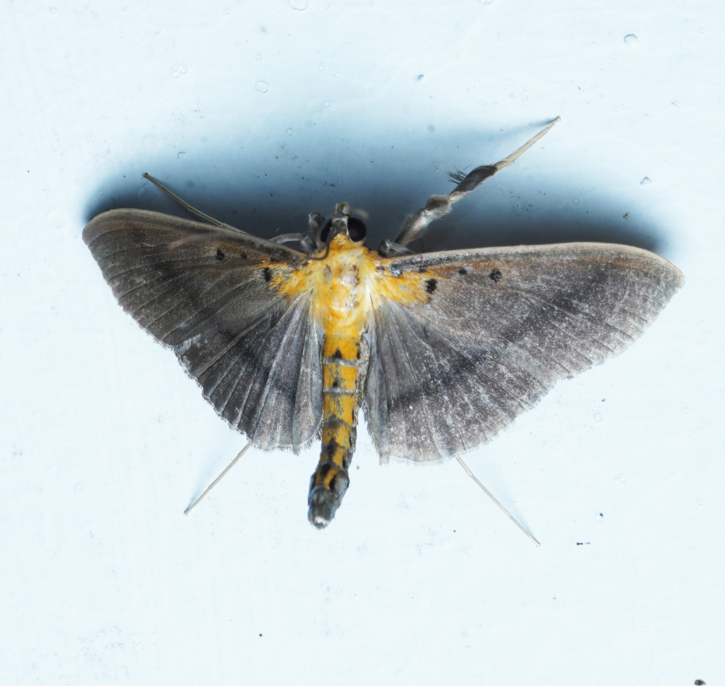 Filodes fulvidorsalis from Lakkidi, Kunnathidavaka, Kerala 673576 ...