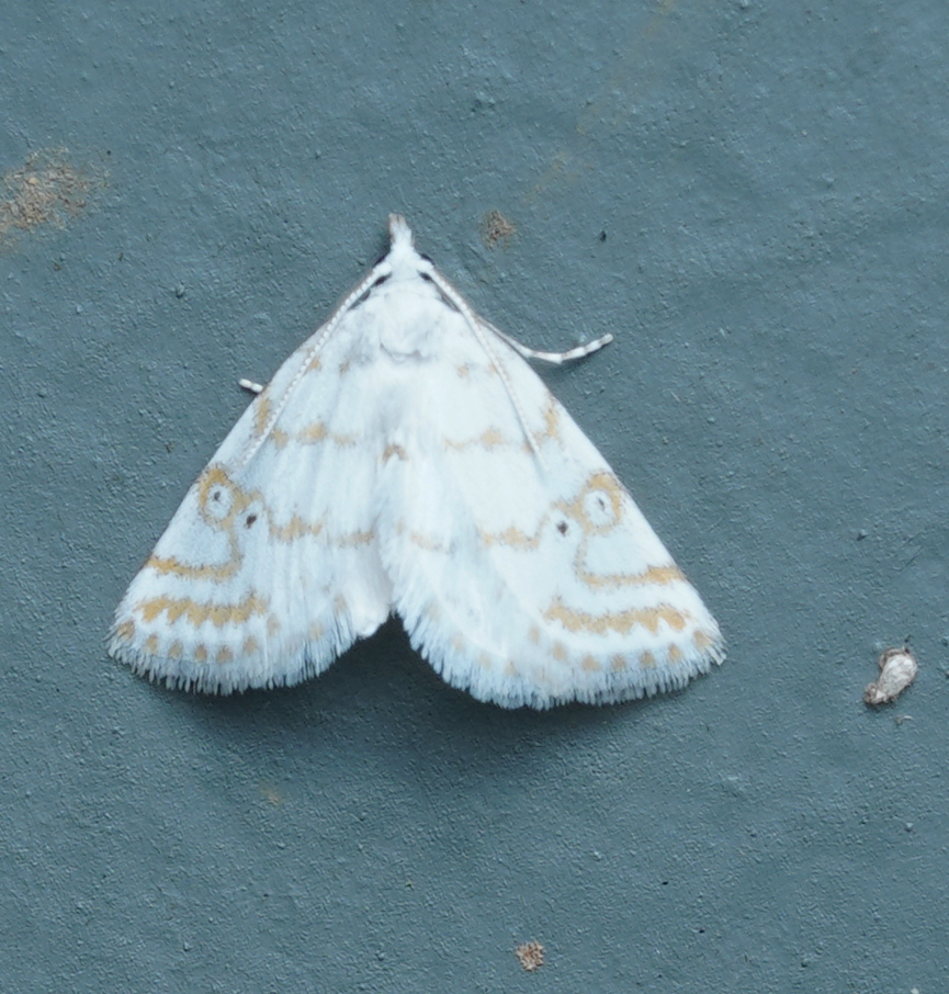 Patissa from Lakkidi, Kunnathidavaka, Kerala 673576, India on July 20 ...