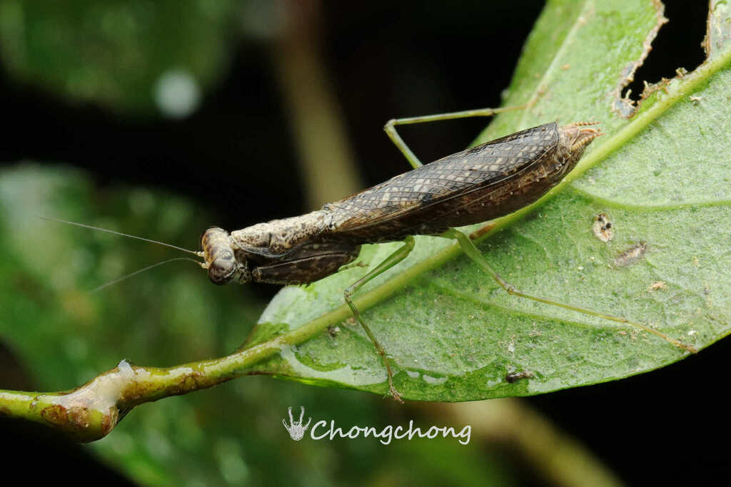 Amantis hainanensis from 中国海南省五指山市 on June 9, 2024 at 05:22 PM by 虫虫 ...