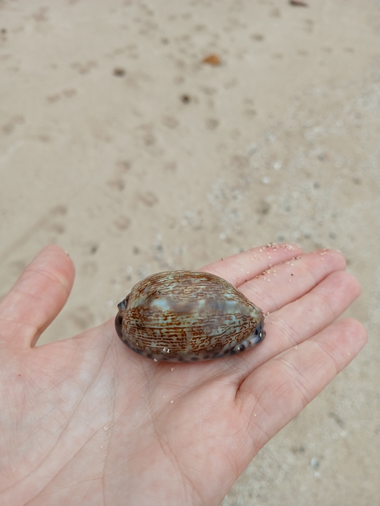 Mauritia from Mer Island QLD 4875, Australia on August 8, 2024 at 05:26 ...