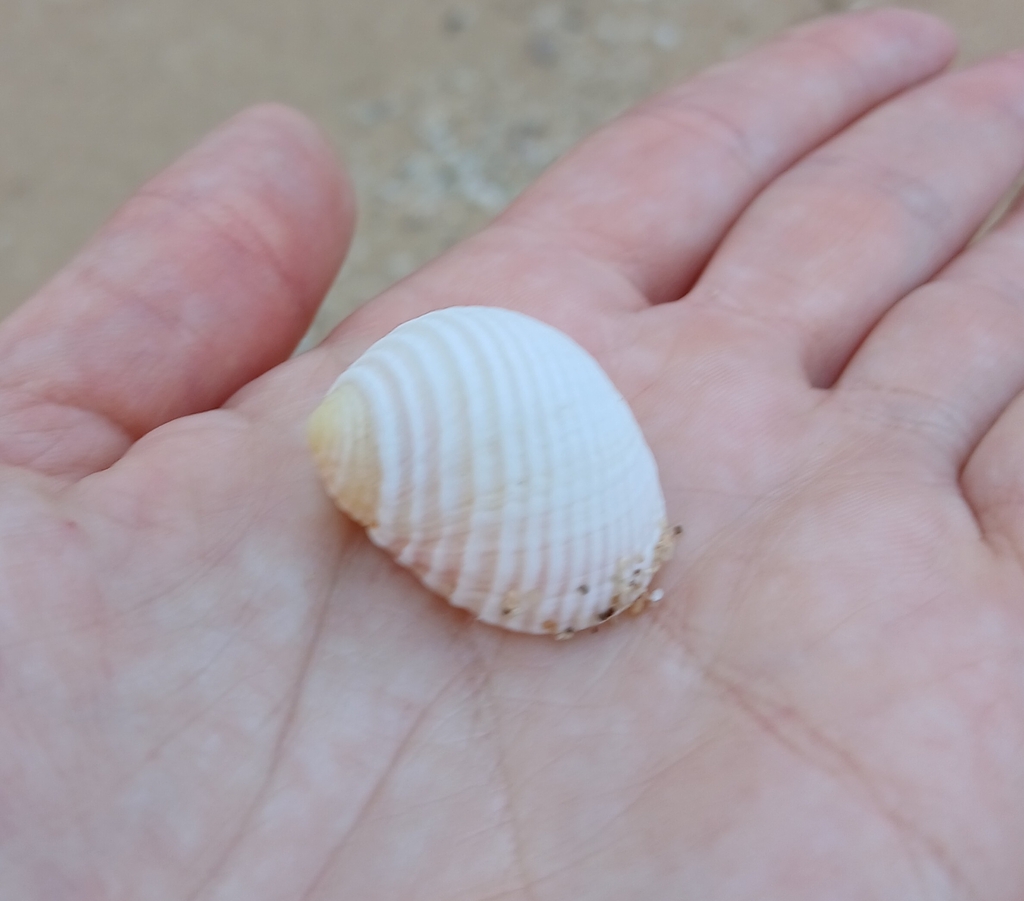 Pleated Nerite from Mer Island QLD 4875, Australia on August 8, 2024 at ...