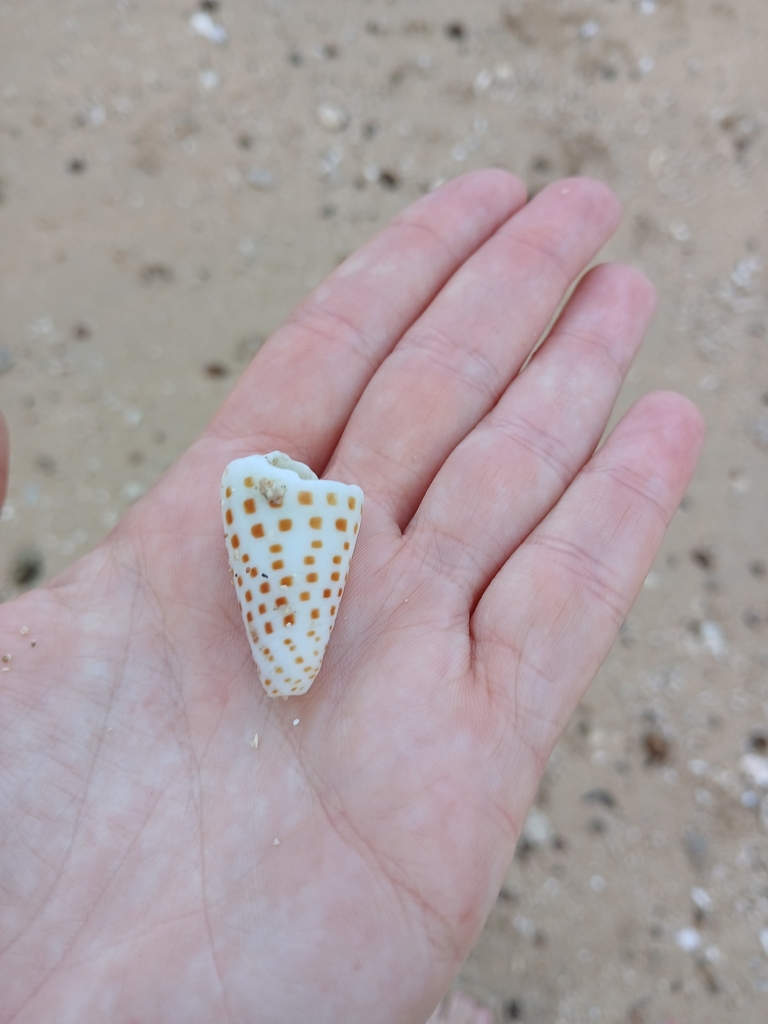 Ivory Cone from Mer Island QLD 4875, Australia on August 8, 2024 at 05: ...