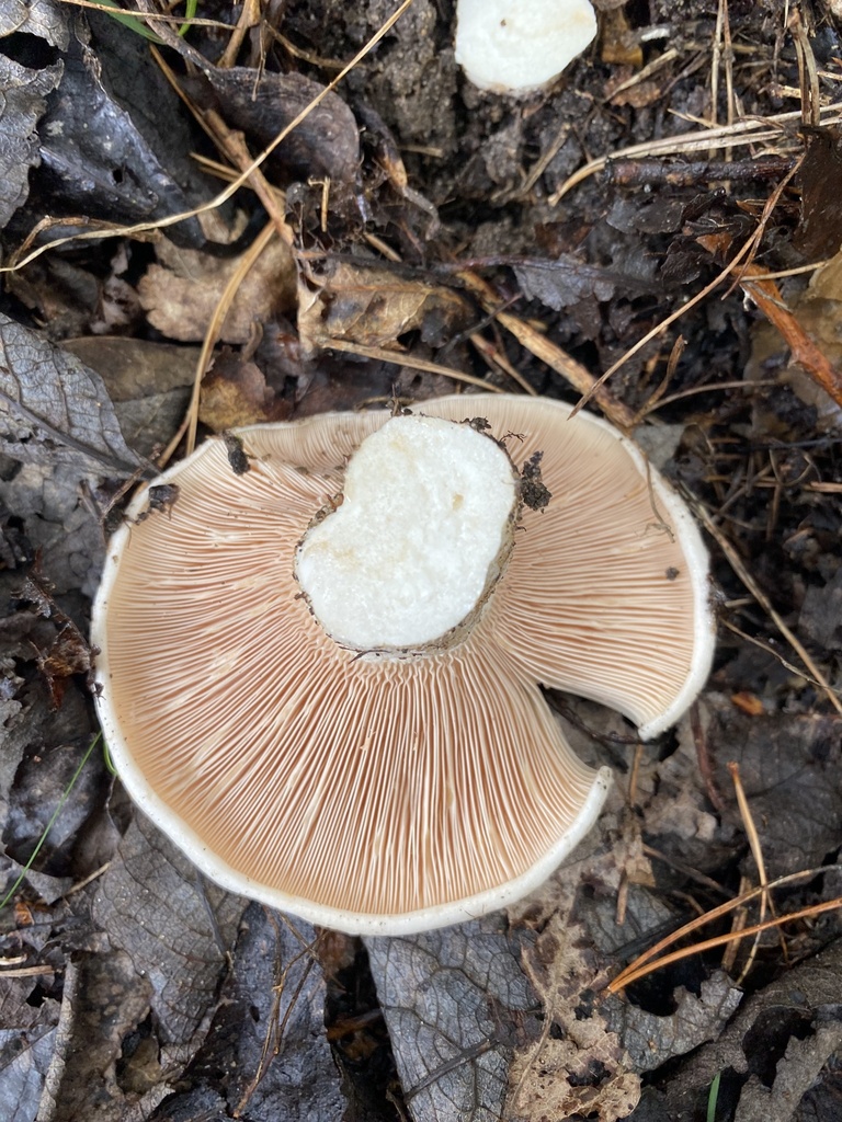 Blushing Milkcap from 46Н-07505, Городской округ Озёры, Московская ...