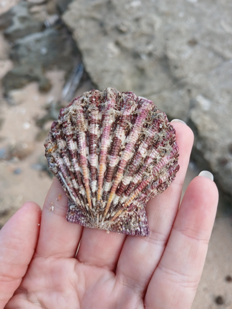 Painted Scallop from Mer Island QLD 4875, Australia on August 08, 2024 ...
