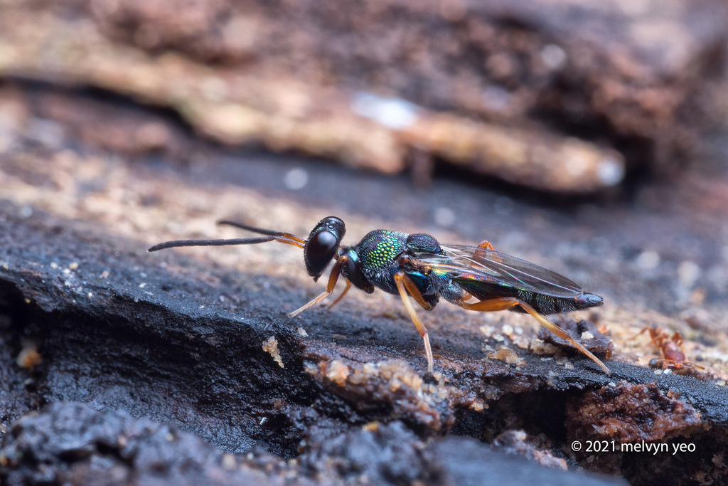 Balcha from Singapore on March 14, 2021 at 09:52 AM by Melvyn Yeo ...