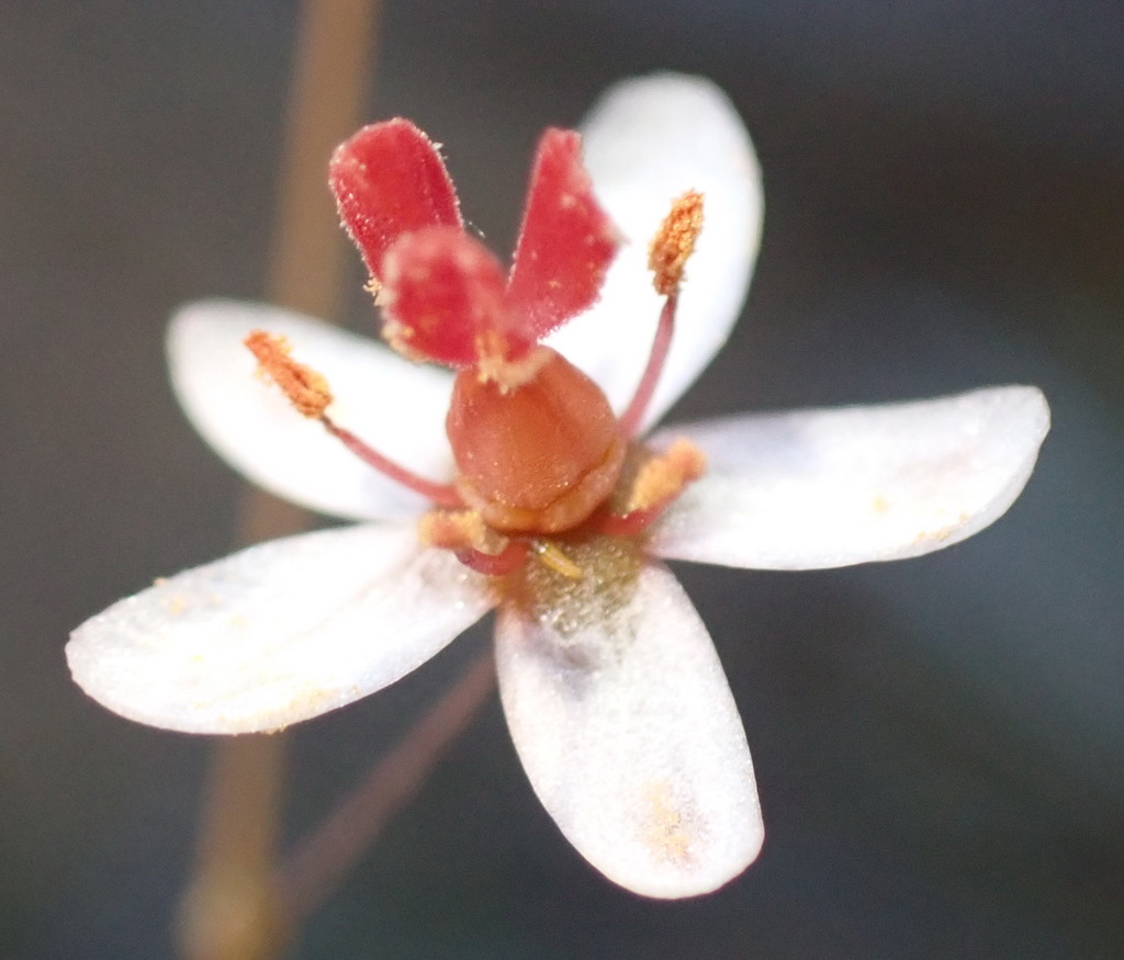 Tall Spookasem from Anysberg Nature Reserve, Central Karoo District ...