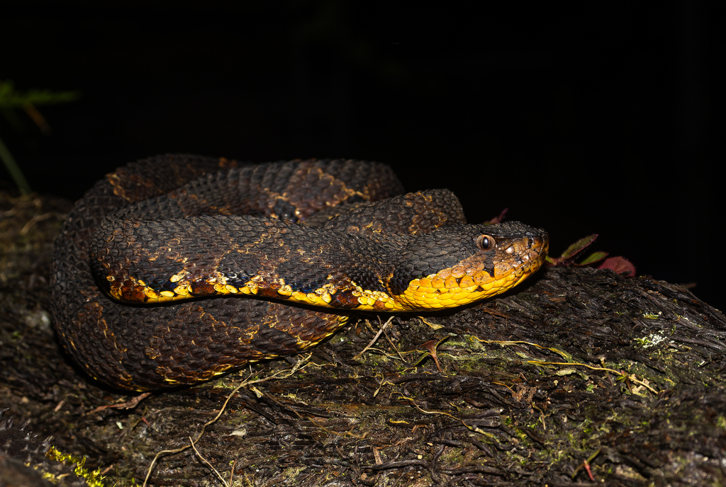 Mexican Jumping Pit Viper from Los Reyes, Ver., México on July 7, 2024 ...