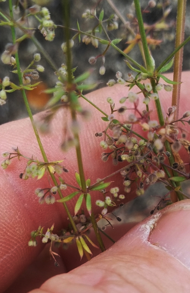 Wall Bedstraw from Lamar, Texas, United States on June 11, 2019 at 12: ...