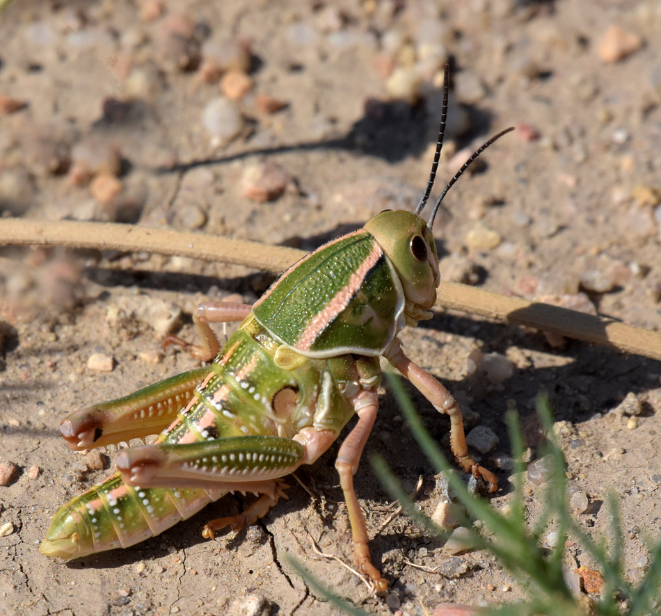 Plains Lubber Grasshopper (Insects of Lake Pueblo State Park) · iNaturalist