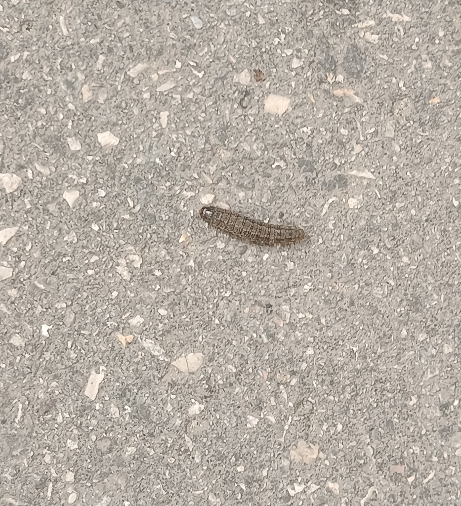 Cutworm Moths and Allies from Нижний Новгород, Нижегородская обл., Россия, 603136 on August 8 ...