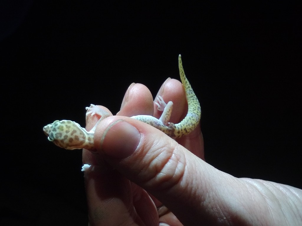 Western Banded Gecko from Mohave County, AZ, USA on June 05, 2019 at 10 ...
