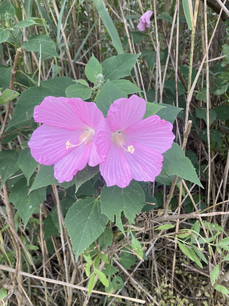 swamp rose mallow from Lido Beach State Tidal Wetlands, Lido Beach, NY ...