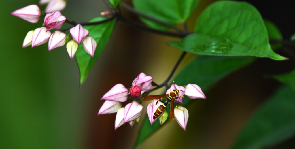 Caribbean Paper Wasp from Spring Garden, Jamaica on August 7, 2024 at ...