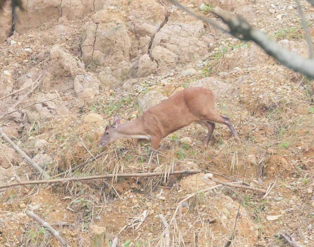 Northwestern Red Brocket from Tambopata National Reserve, Right side ...