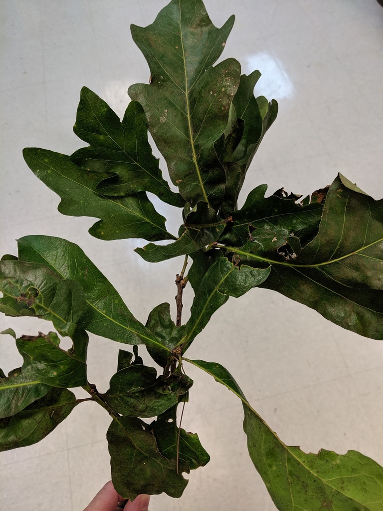 Bluff Oak from 3988 Jones Center Dr, Newton, GA 39870, USA on May 22 ...