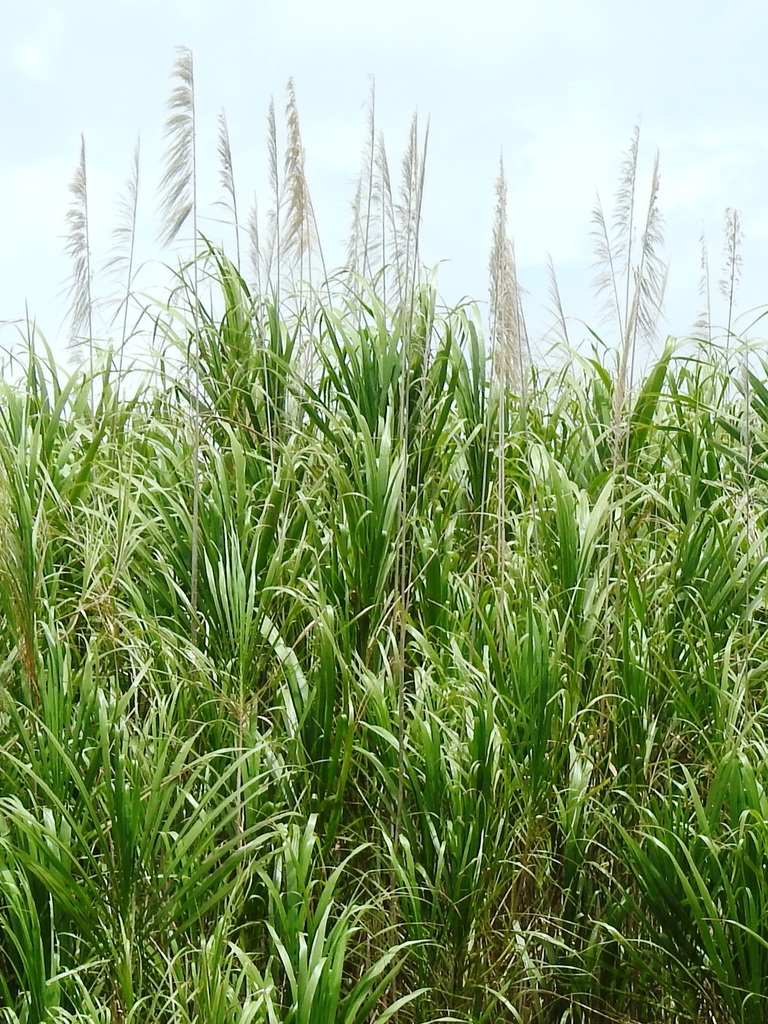 (Gynerium sagittatum) - Botanical Realm