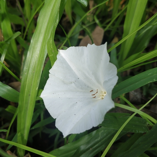 Tridynamia megalantha · iNaturalist