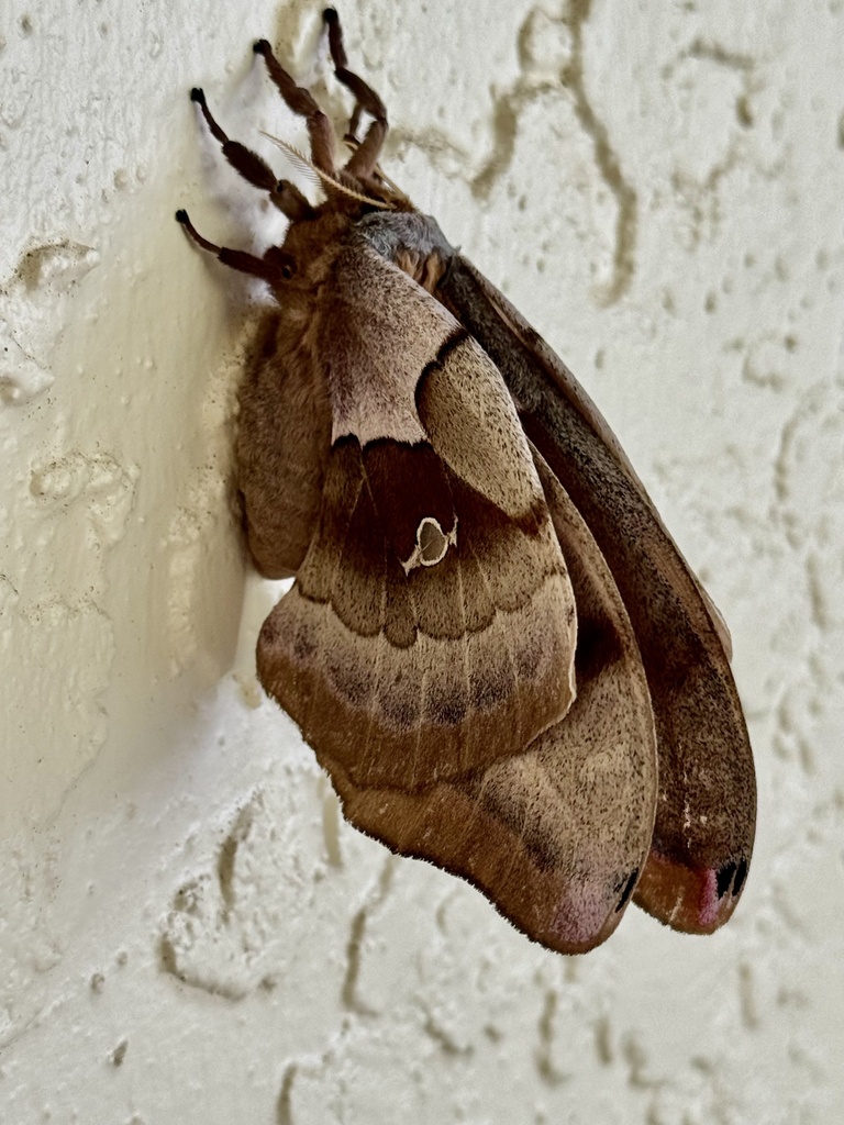 Polyphemus Moth from North Hutchinson Island, Vero Beach, FL, US on ...