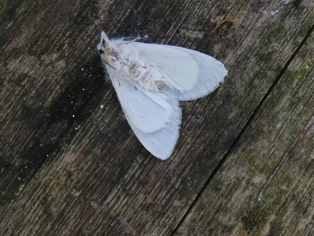 Brown-tail Moth from Province of Varese, Italy on August 8, 2024 at 10: ...