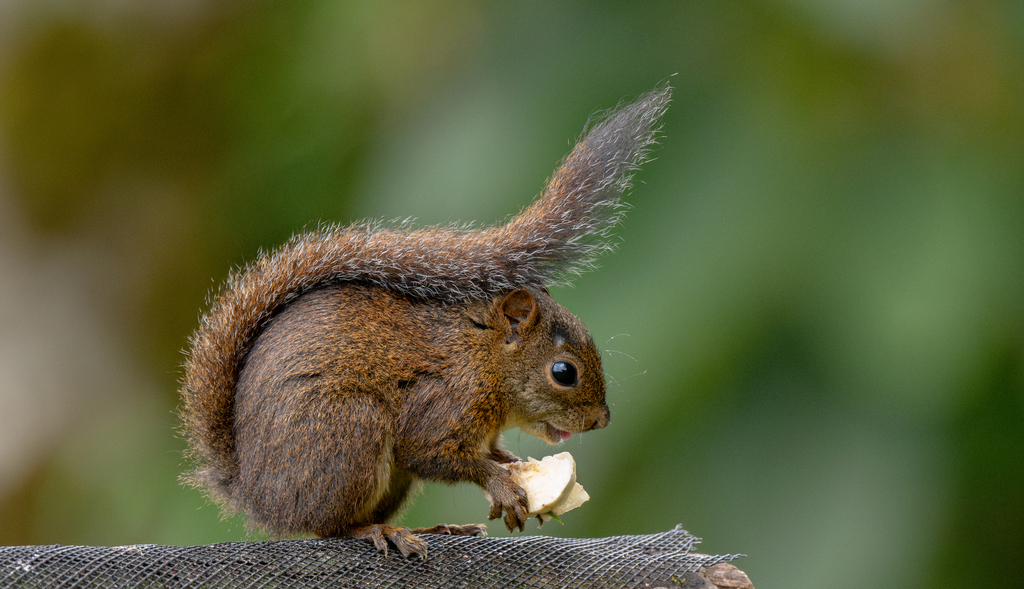 Andean Squirrel from Manizales, Caldas, Colombia on July 11, 2024 at 10 ...