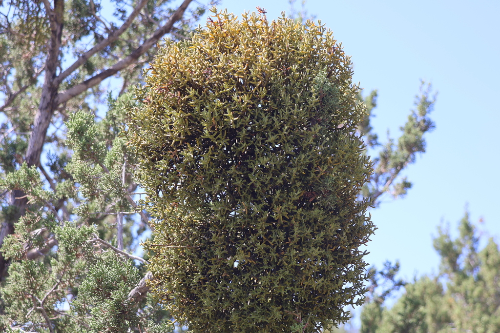 leafy mistletoes from Yavapai County, AZ, USA on August 7, 2024 at 10: ...