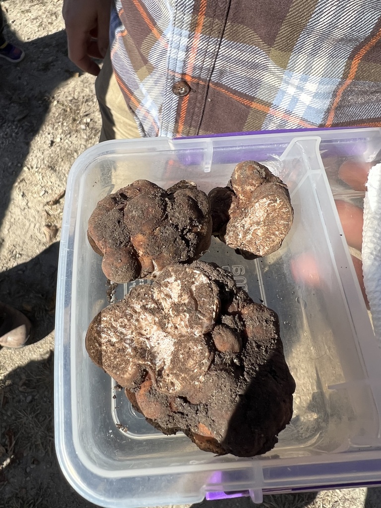 Truffles in October 2023 by arthur_grupe. Ag428, backyard oak tree in ...