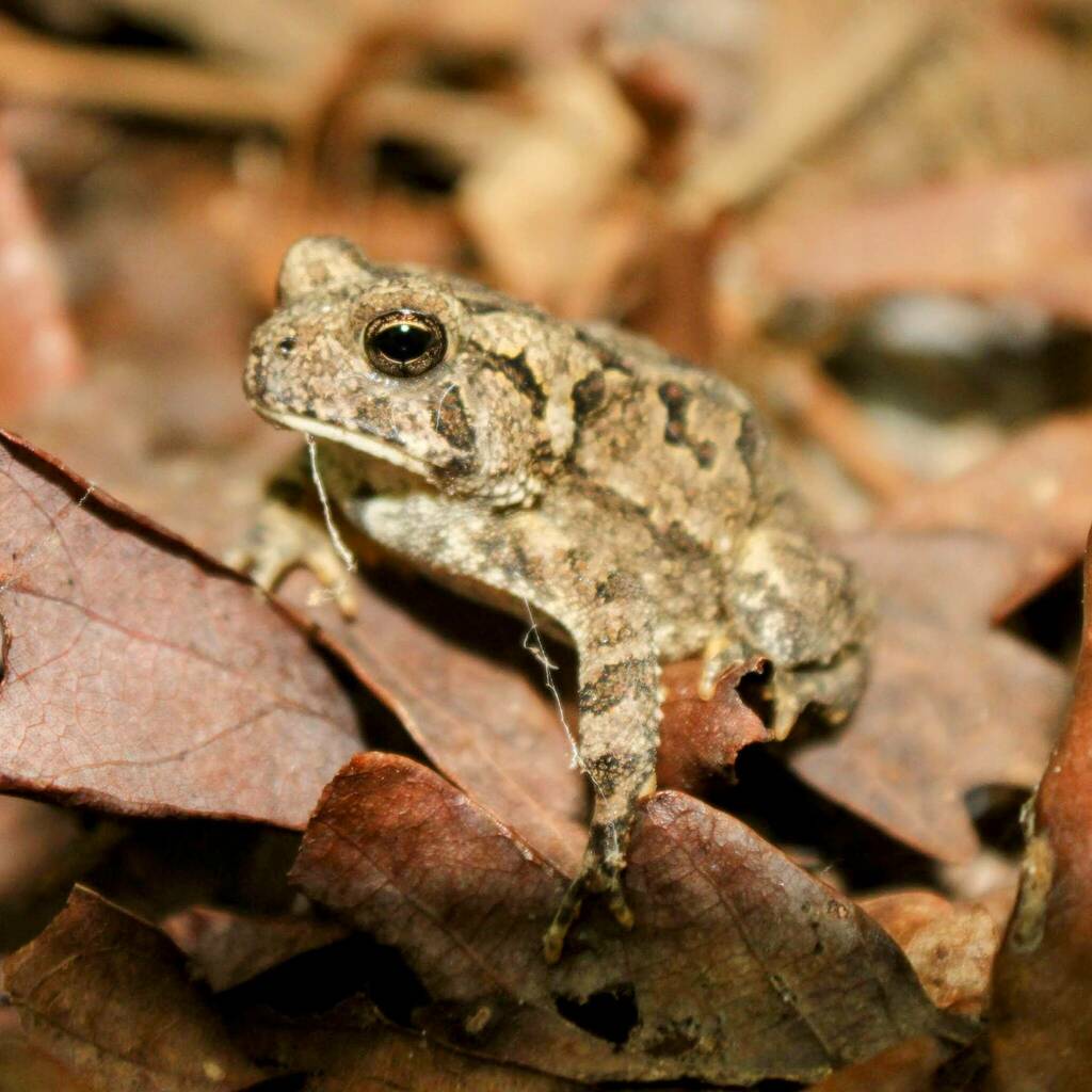 Fowler's Toad from Faulkner County, AR, USA on August 1, 2024 at 03:34 ...