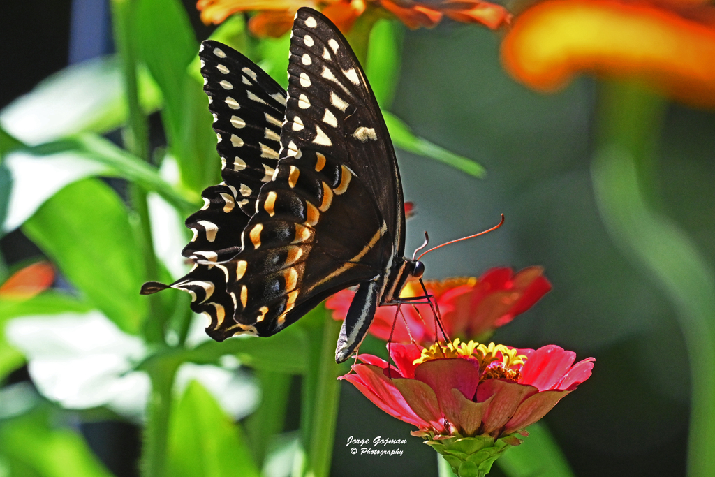 Palamedes Swallowtail from Deer Creek, The Landings, Skidaway Island ...