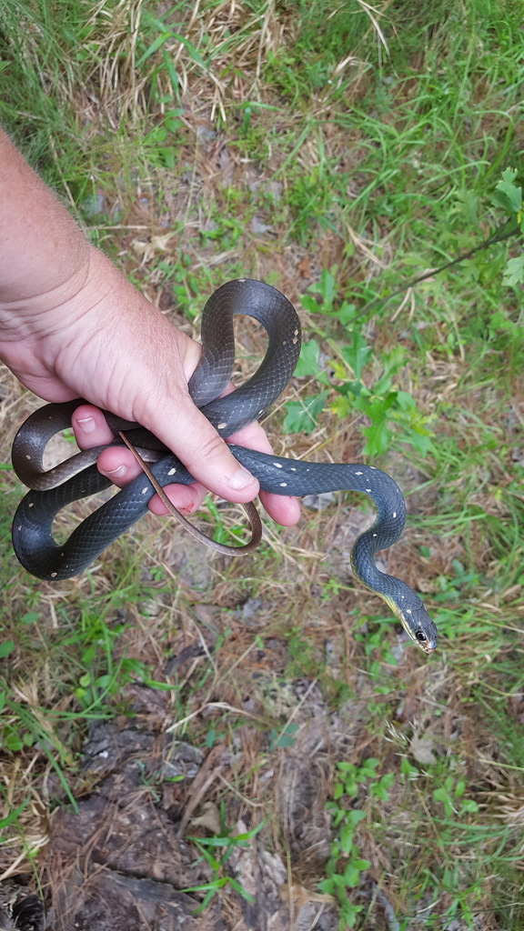 Buttermilk Racer from Montgomery, Texas, United States on May 7, 2019 ...