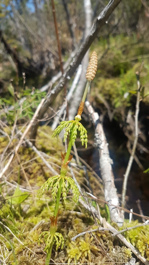 wood horsetail from Gabarus Lake, NS B1K 2C8, Canada on June 11, 2019 ...