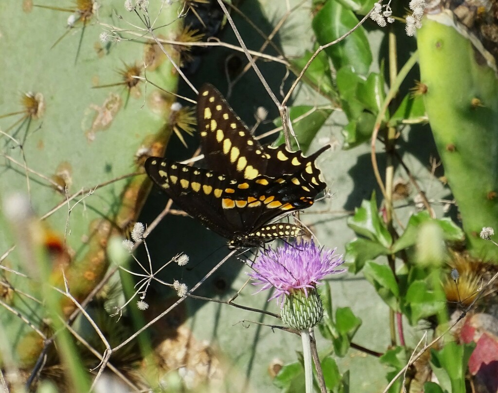 Black Swallowtail from Comal County, TX, USA on August 08, 2024 at 08: ...