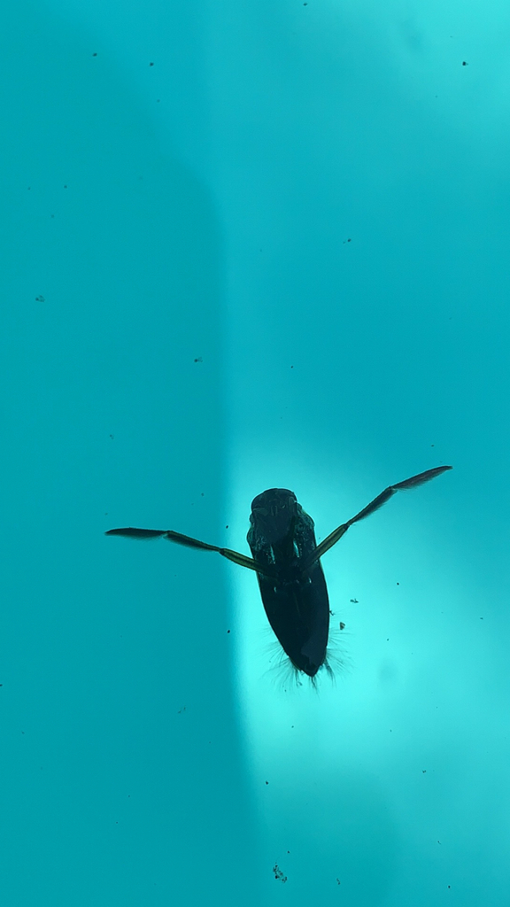 Milky Backswimmers from Lynnwood on August 8, 2024 at 02:28 PM by ...