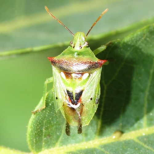 Sharp Stink Bugs (Tylospilus)