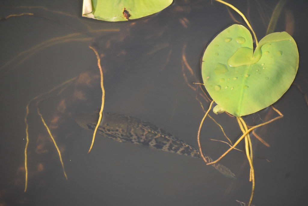 Jaguar Guapote from Miami-Dade County, FL, USA on June 03, 2019 by ...