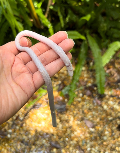 Florida Worm Lizard (Rhineura floridana) - Snakes and Lizards