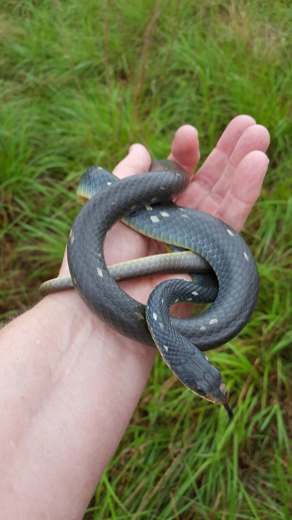 Buttermilk Racer from Montgomery County, TX, USA on May 7, 2019 at 01: ...