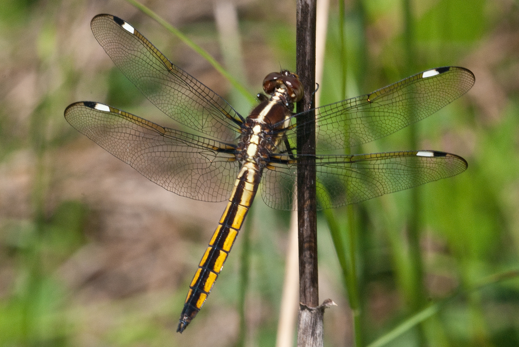 Spangled Skimmer from Prince George's County, MD, USA on May 31, 2009 ...