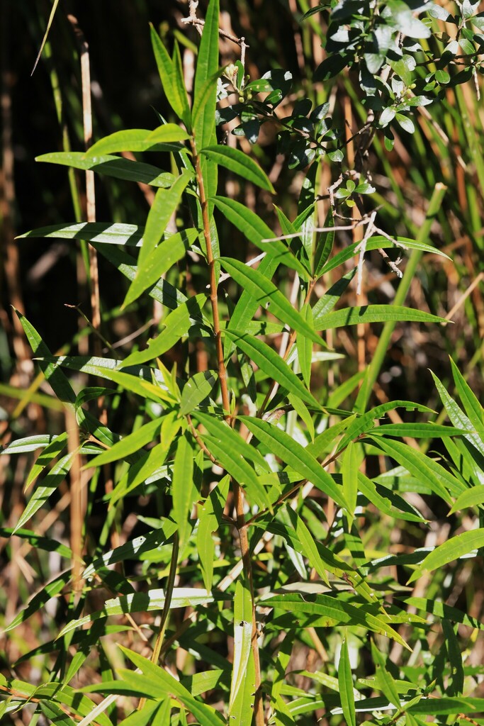 Logania albiflora from Springbrook QLD 4213, Australia on August 3 ...