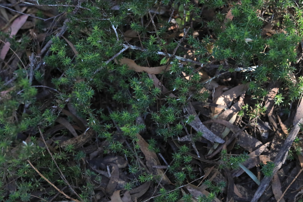 Prickly Beard-heath from Springbrook QLD 4213, Australia on August 03 ...