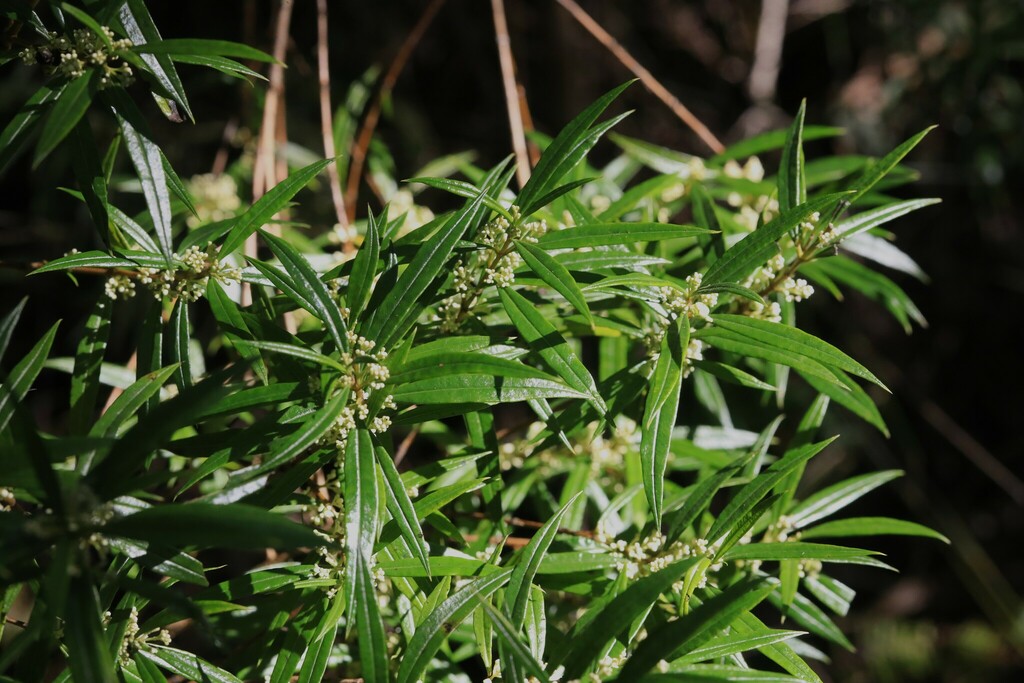 Logania albiflora from Springbrook QLD 4213, Australia on August 03 ...